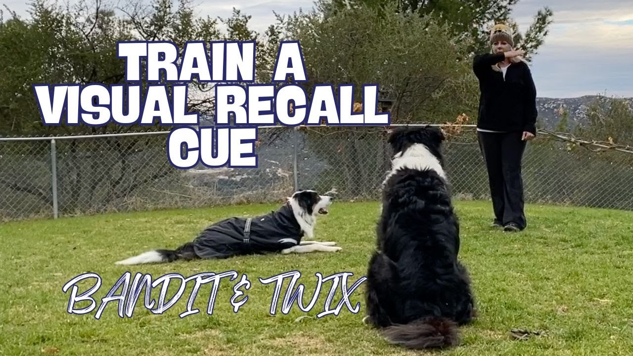 Train a Visual Recall Cue: Deaf Dogs, Aging Dogs, etc... - YouTube