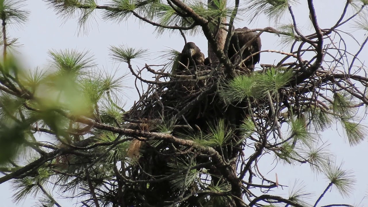 Tuffy's Eagle Family~Hope & Faith~One Eating & One Waiting - YouTube