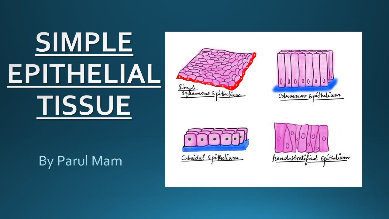 EPITHELIAL TISSUE | SIMPLE EPITHELIAL TISSUE | Class 11| NEET | Biology ...