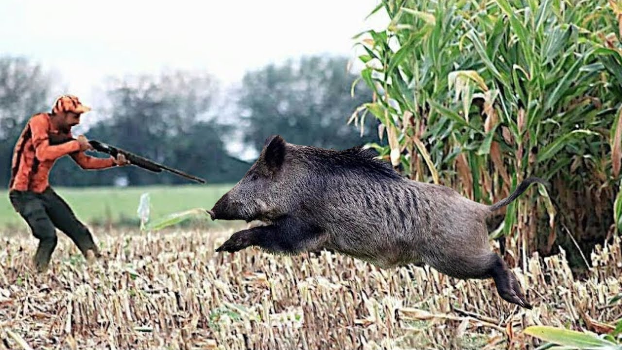 Wild Boar Attack Hunting - Top Wild Boar Hunting - YouTube