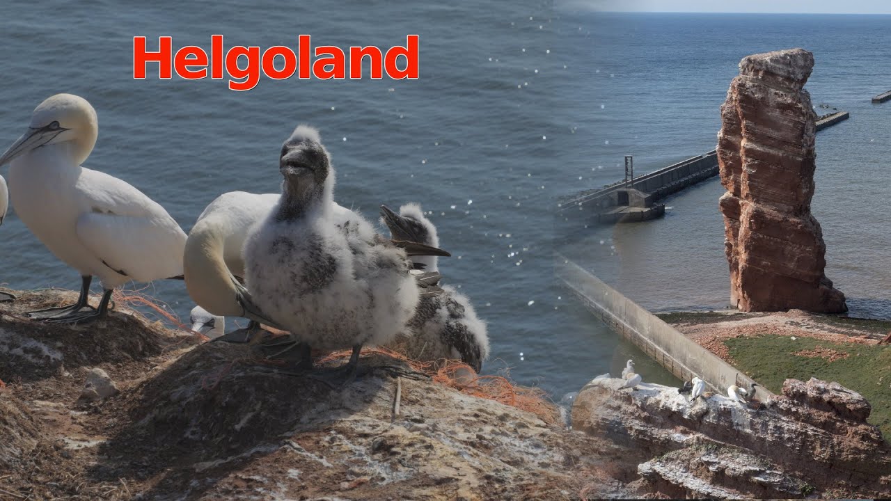 Helgoland mit FRS Helgoline 4K GH6 Seehunde, Basstölpel und Lange Anna ...