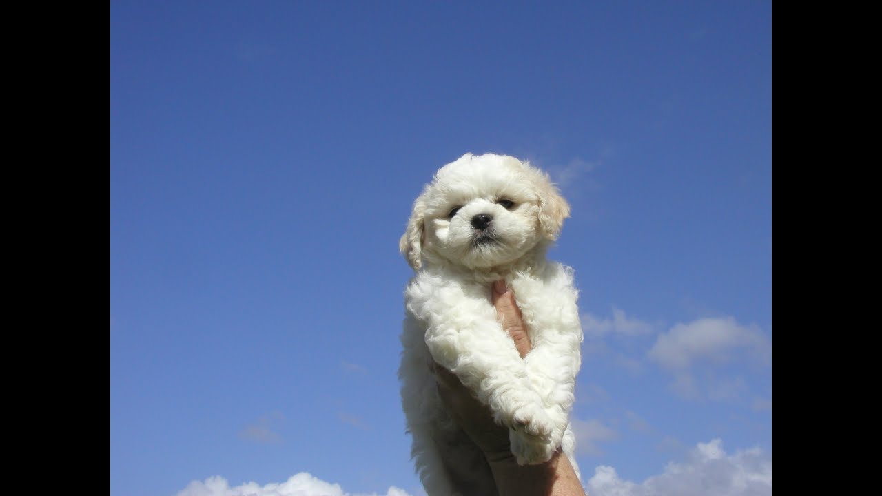 Bichon Frise Song & Video - YouTube