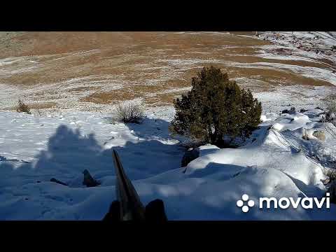 duble keklik vurus. keklik avi kapanış. armsan phenoma