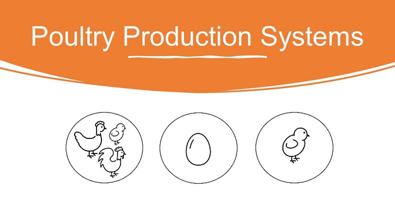 Poultry 3. Production Systems - YouTube