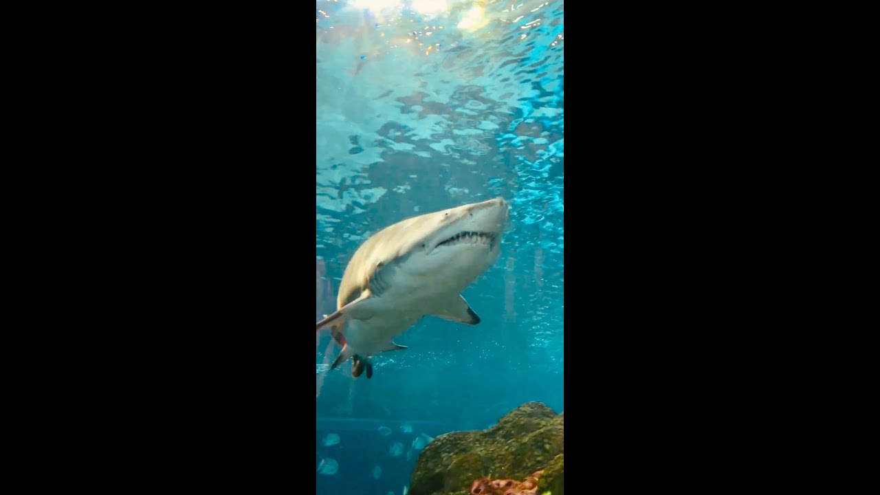 🦈Mega Sharks Unleashed: Touring One of the Biggest Aquariums on Earth ...