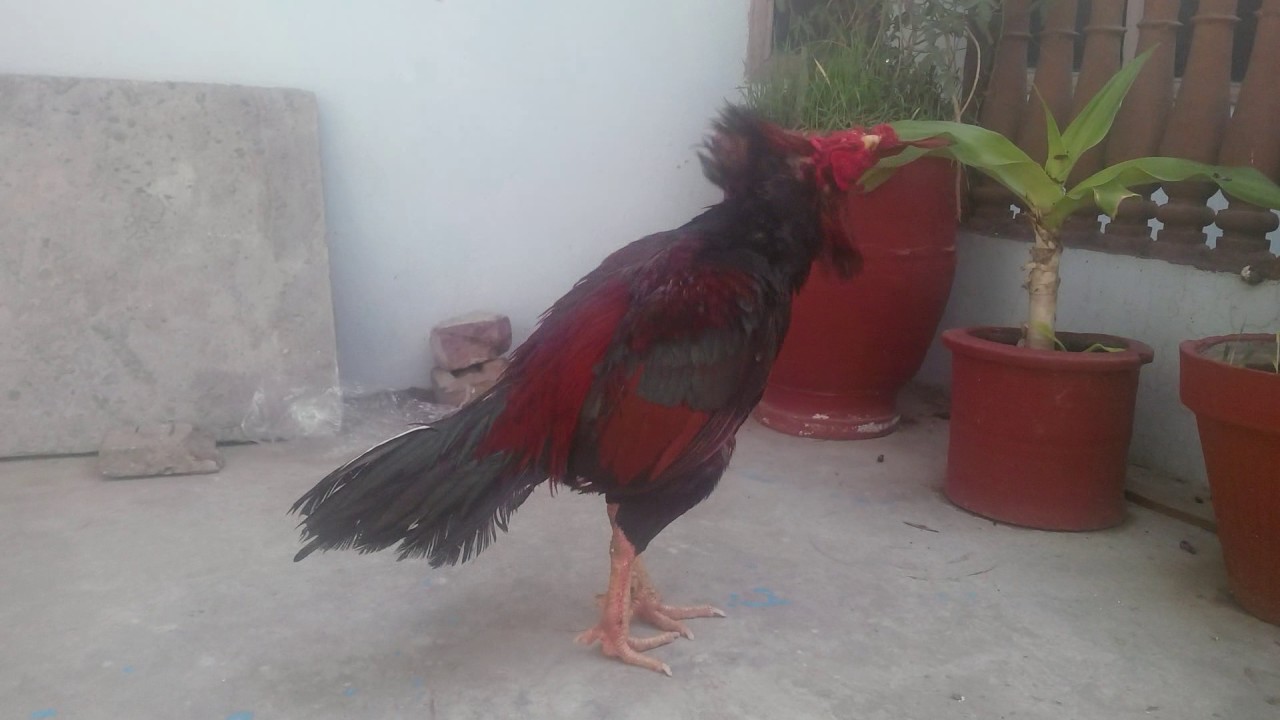 AMROHA ASEEL MIANWALI - YouTube