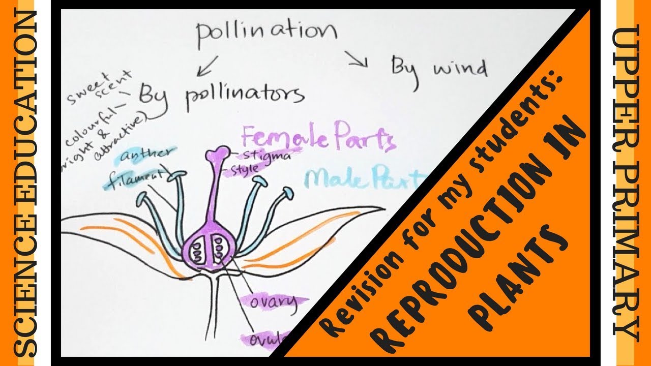 Reproduction in Plants - a brief summary for my students (Primary ...