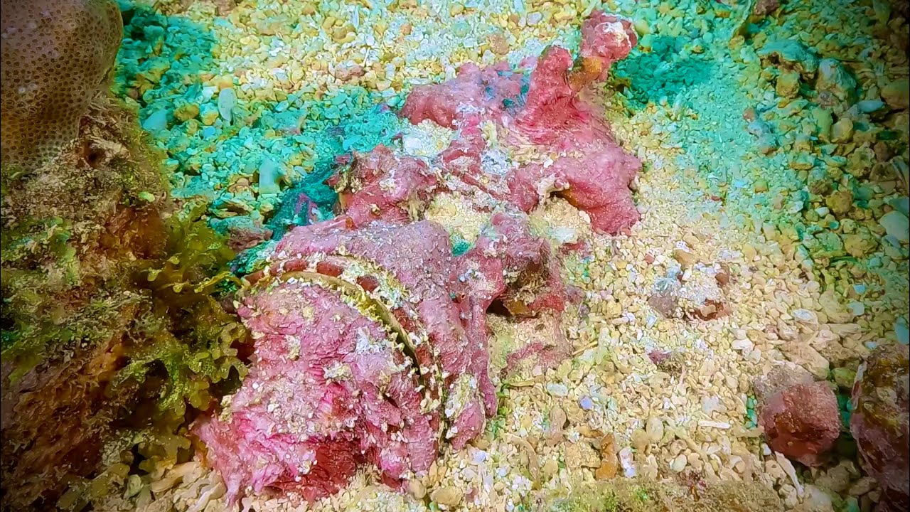 EXTREME CLOSE-UP OF A BURIED GIANT STONEFISH! Diving in Papua New ...