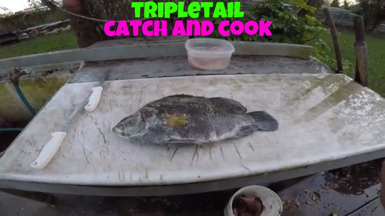 TRIPLETAIL catch and cook - YouTube