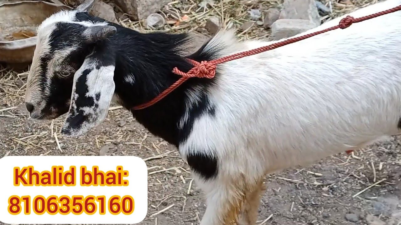 Khalid bhai ka desi bakra - Khalid bhai: 8106356160 - Hyderabad - YouTube