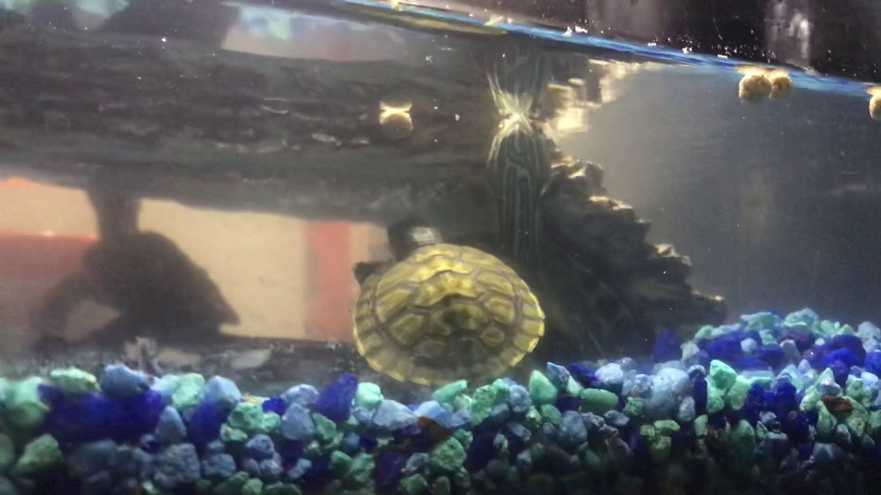 Turtles feeding - IG post - YouTube