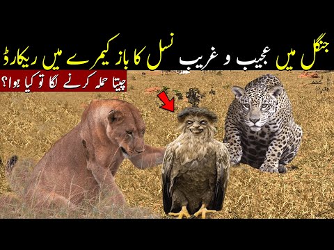 What happened When A Unknown Creature Caught On Camera | Planet Earth