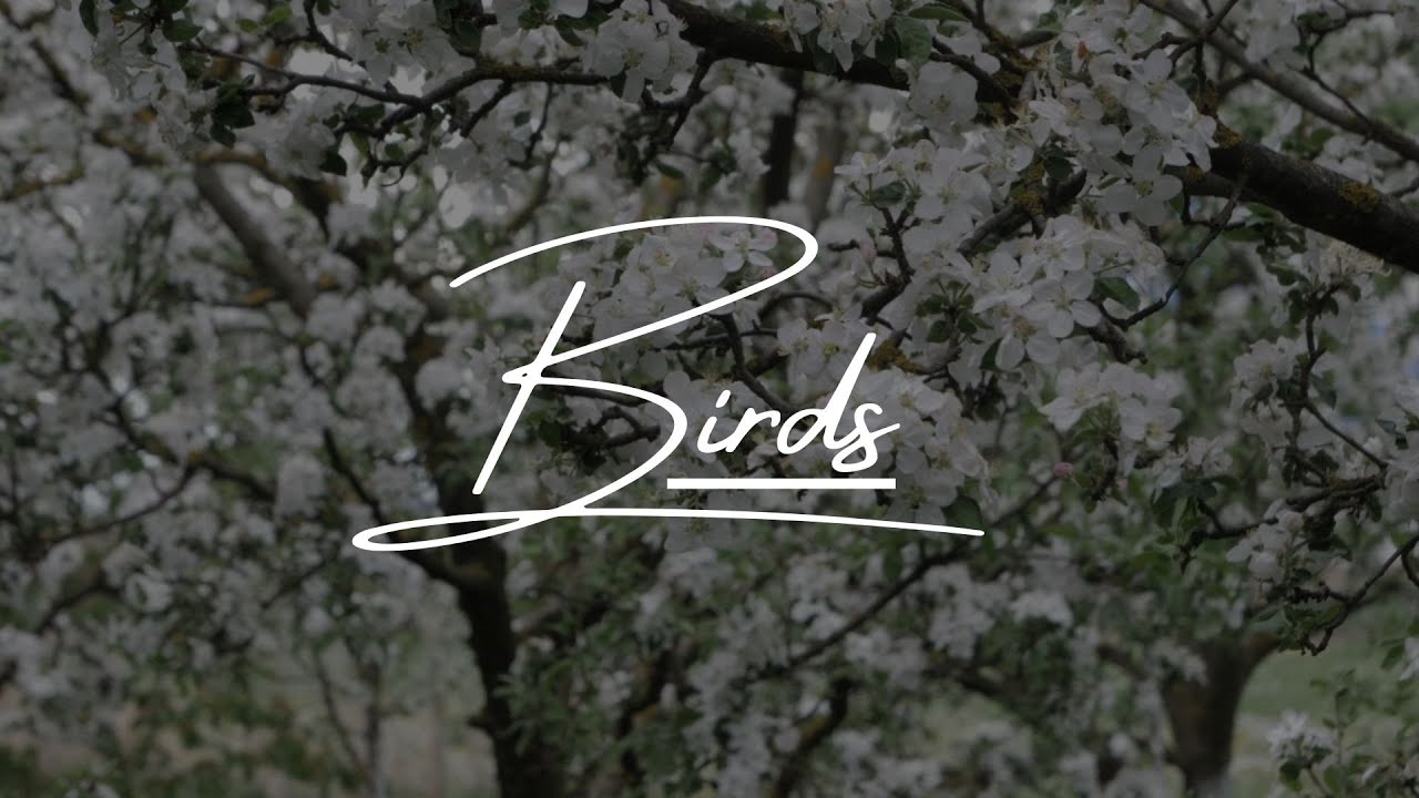 BIRDS | Relaxed nature bird sound, spring vibes, sound to relax, sleep ...
