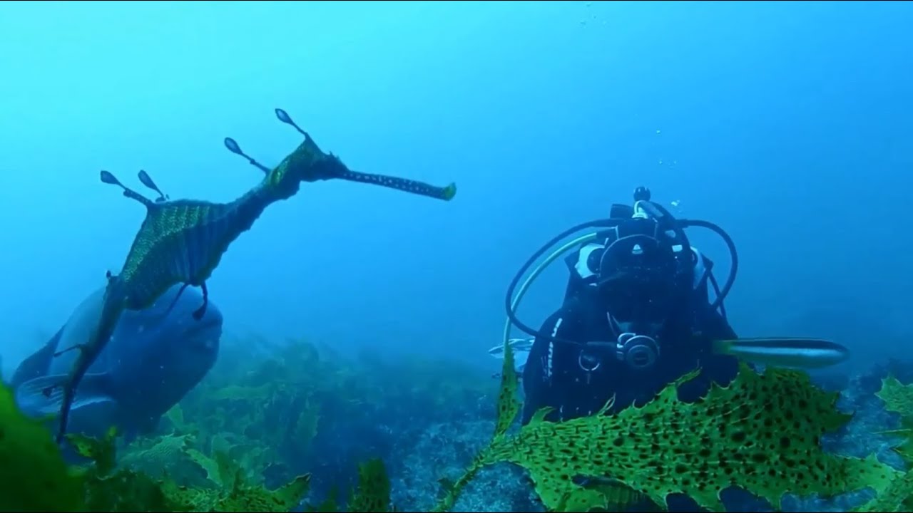 Magic Point, Grey Nurse Sharks, Weedy Sea Dragons, Sydney - YouTube