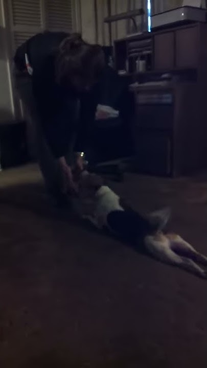 Real life Family Guy Herbert's dog Jesse - YouTube