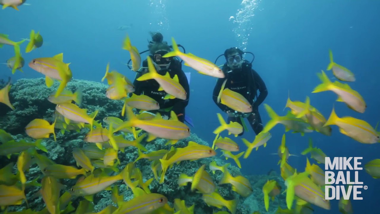 Fly Dive Coral Sea 24th October 2019 Mike Ball Dive Expeditions - YouTube