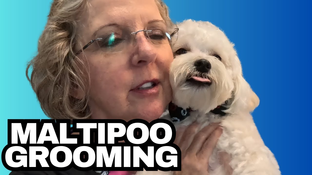 Grooming This Snippy Foster Dog | Maltipoo | Jake - YouTube