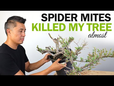 How To Treat Spider Mites On Juniper