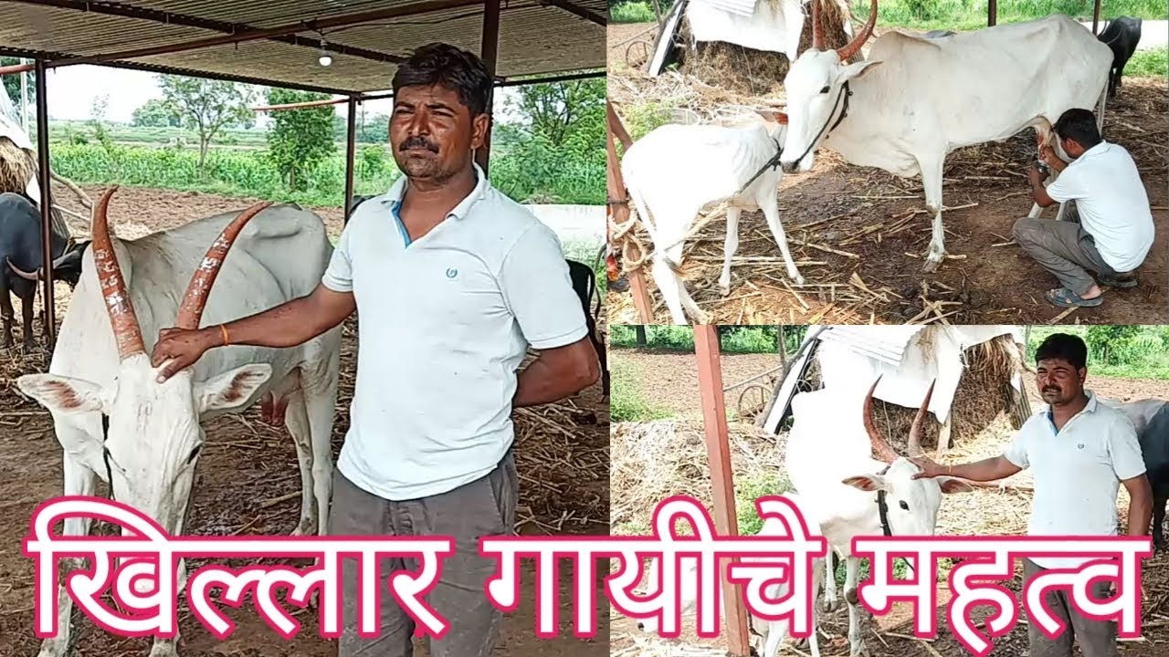 खिल्लार गायीचे महत्व | Khillar Cow Importance - YouTube