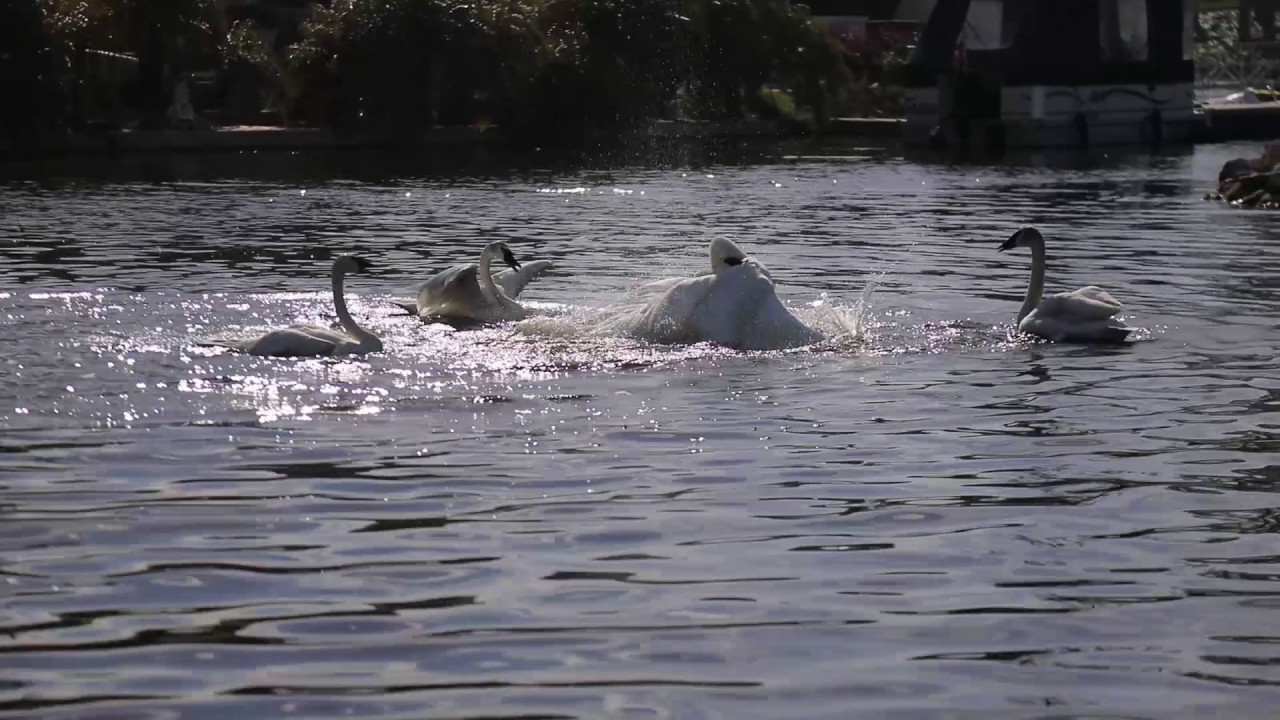 Trumpeter Swans fighting on Lake San Marcos - YouTube