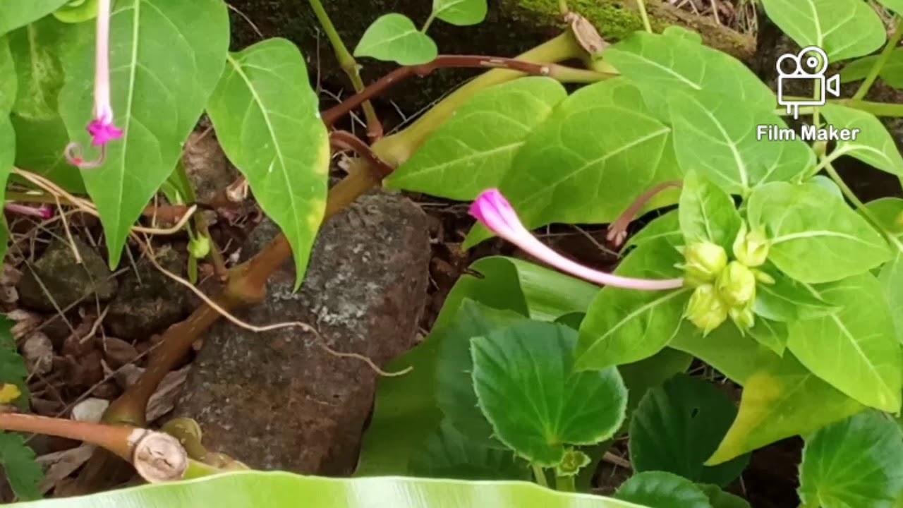 Evening Blooming Flower (Hendirikka flower - හෙන්දිරික්කා මල) by THE ...