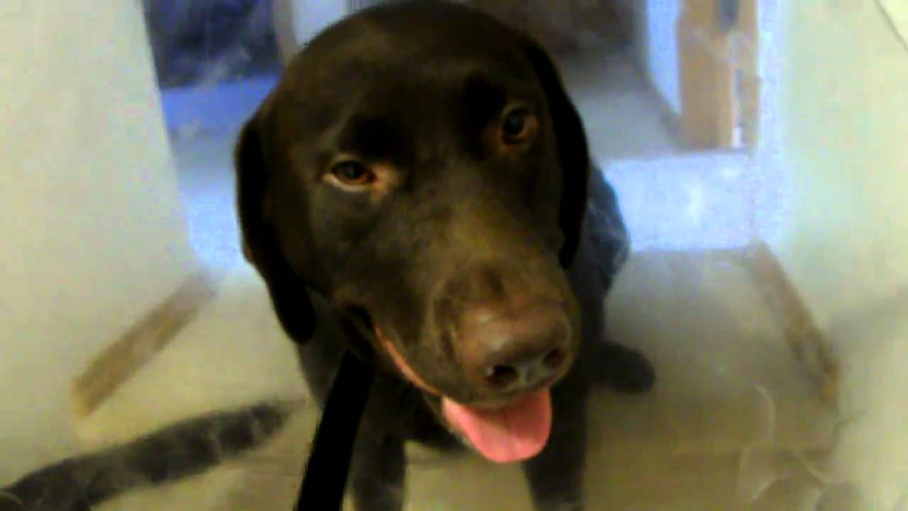 My 2 chocolate labs break their after surgery cones running stairs ...