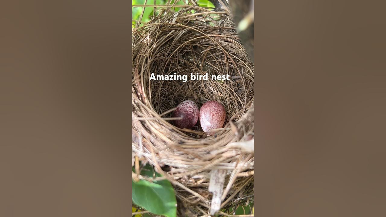 Amazing bird nest #birdnest #britishfilipinalifestyle #shortvideo - YouTube