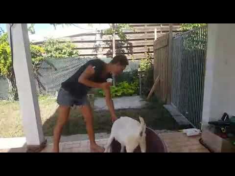 Vénus cabri Boër 3 mois et demi au travail - YouTube