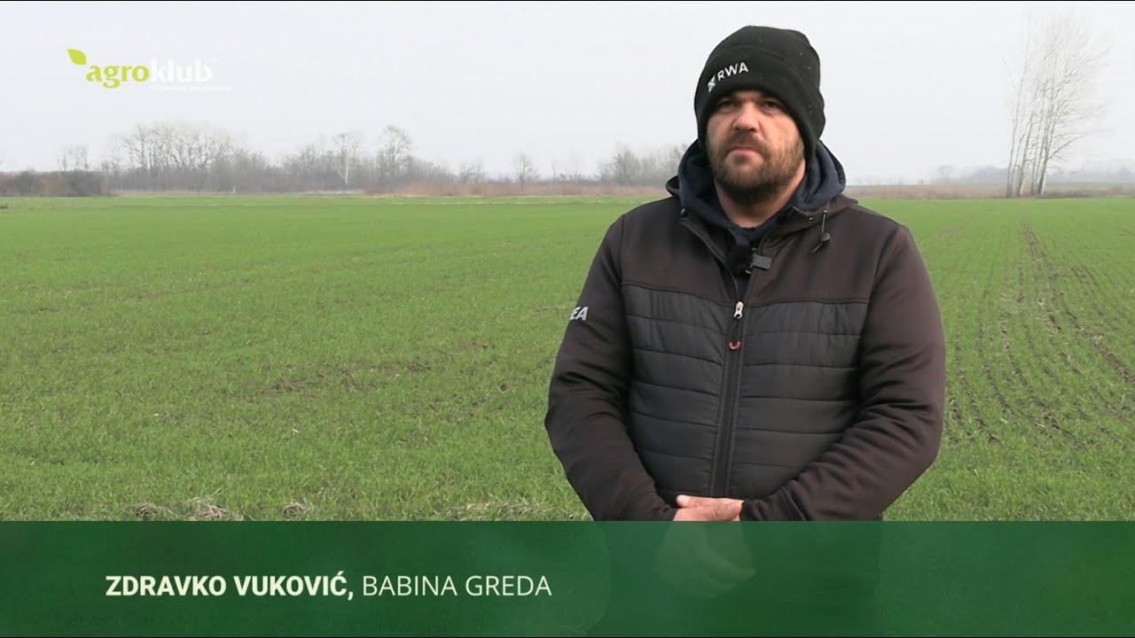 Zdravko Vuković iskustvo s ICL gnojivima - YouTube