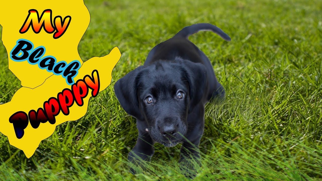 My Black Puppy | Cute Puppy | Dogs | Beautiful puppy | animal | Pappy ...