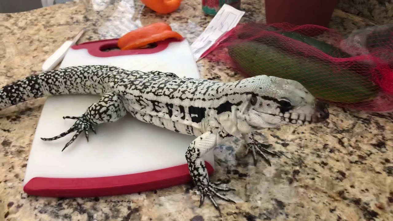 Blue Tegu Eating a Snack 🌶 - YouTube