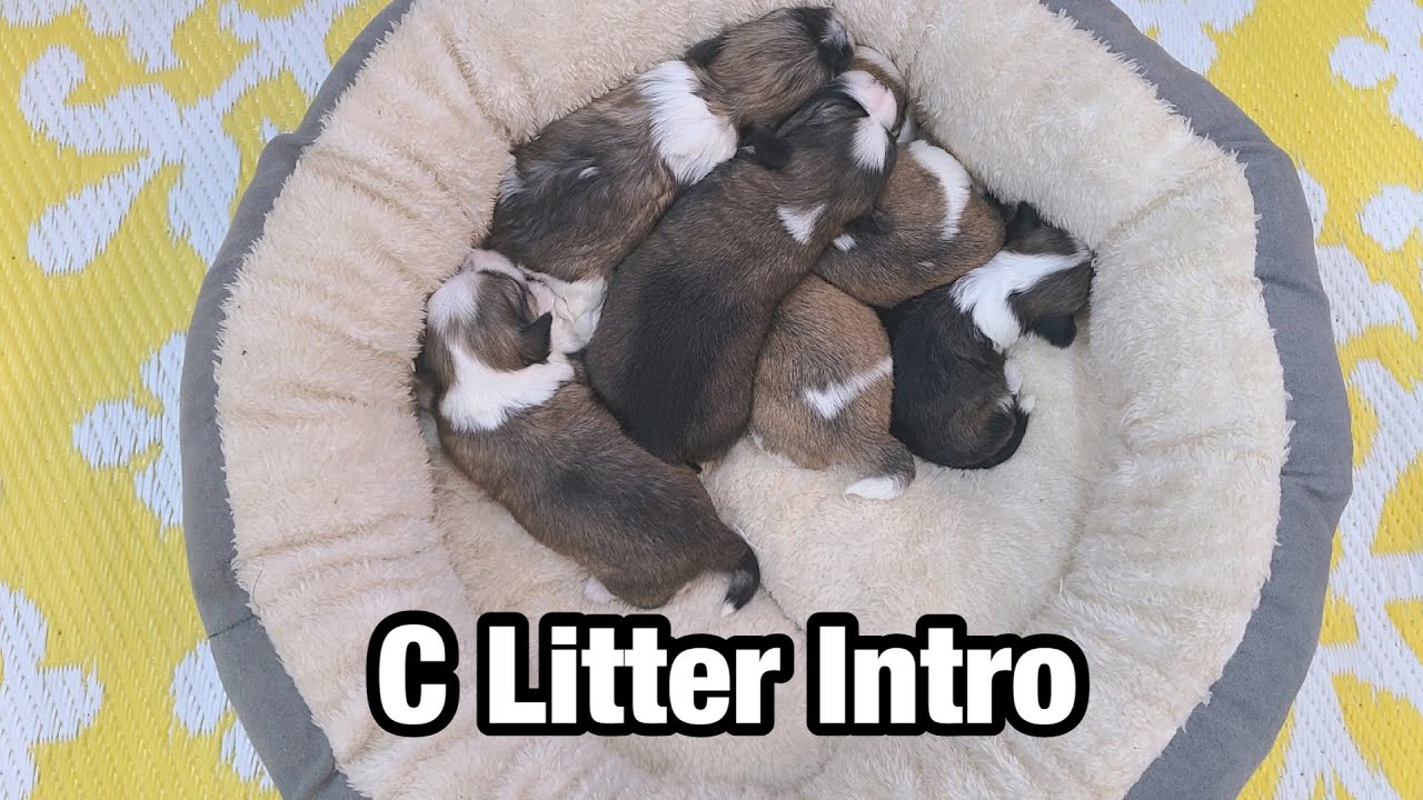 Havanese Puppies @ 2 weeks * C Litter Intro * Carmen/Luke * ABCdoggy ...