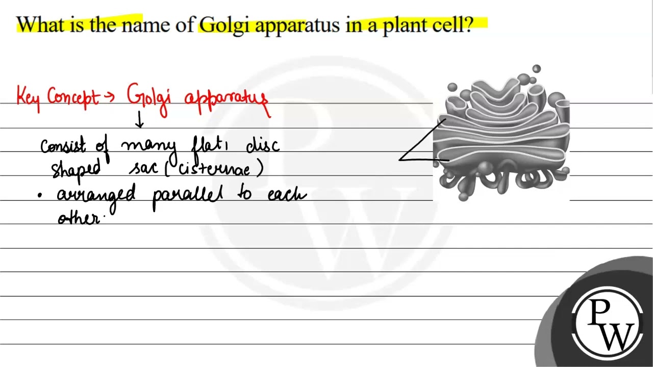 Golgi Complex In Plant Cell