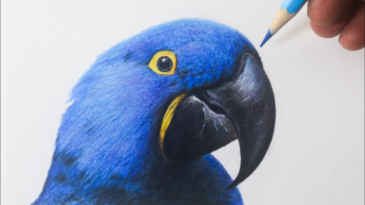 Como desenhar uma ARARA azul PASSO A PASSO narrado - YouTube