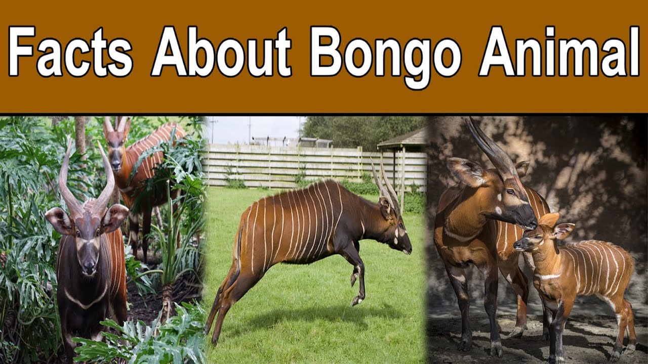 Bongo native to sub Saharan Africa - YouTube