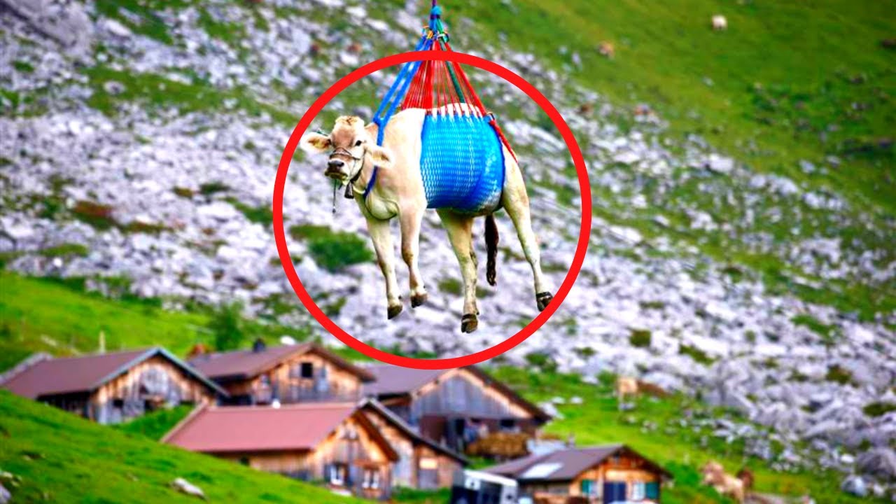 Animals That Asked People For Help - Part 2 - YouTube