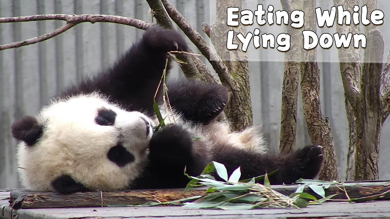 Panda Cub Lying Down Eating Bamboo Leaves | iPanda - YouTube