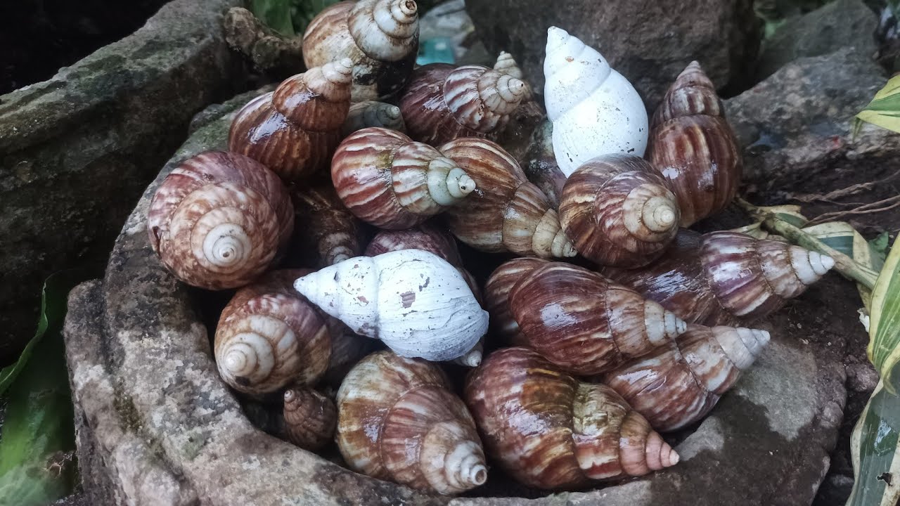 Mencari Dan Menemukan Siput Bekicot, Siput Imut, Siput Besar,Siput Lucu ...