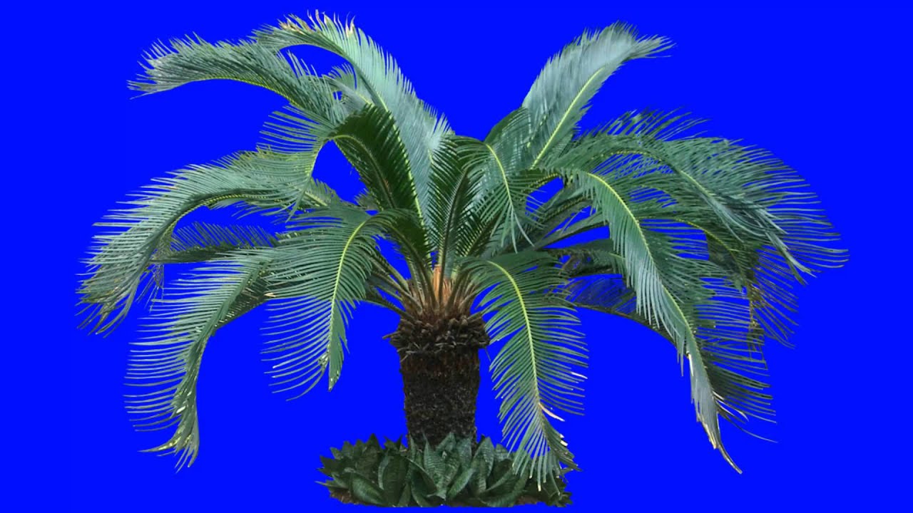 palm in blue screen free stock footage - YouTube