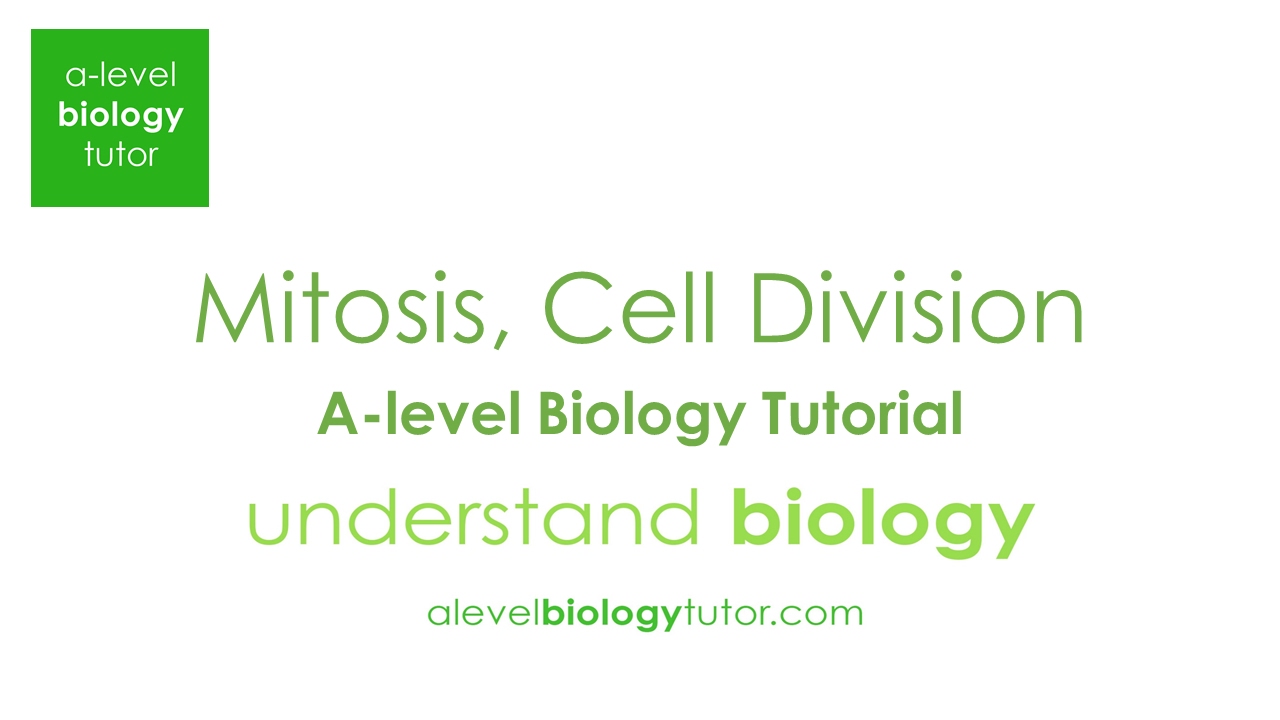 Mitosis, Cell division tutorial for A-level Biology OCR A, Eduqas ...