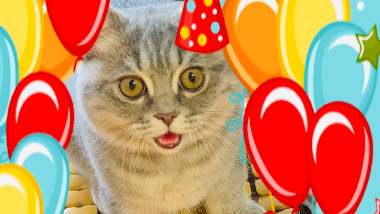 #qqcatdiary#cattus#conmèo#猫#cat This is Mr.QQ cat, and its family, the ...