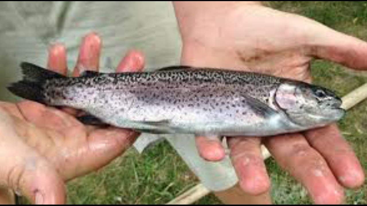 STOCKED TROUT FISHING With Pistol Pete's - YouTube