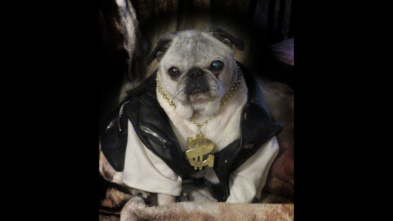 SHAVE A PUG N LESS THAN 5 MIN! - YouTube