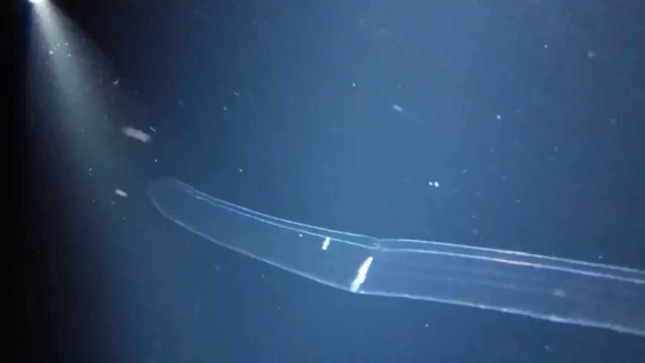 Pelagic Magic black water night scuba dive - Kona Hawaii - YouTube