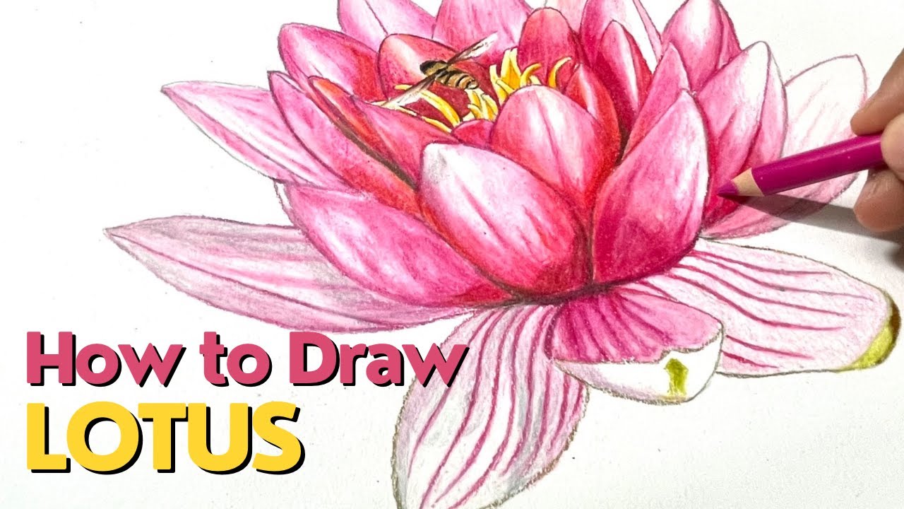 How To Color A Water Lily With Color Pencils L Step By Step Tutorial how-to-color-a-water-lily-with-color-pencils-l-step-by-step-tutorial
