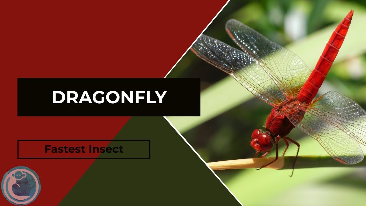 Episode 47: Dragonfly- Fastest Insect - YouTube