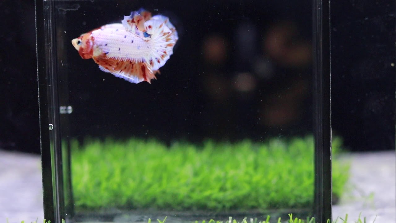 Betta Candy EP43 - YouTube