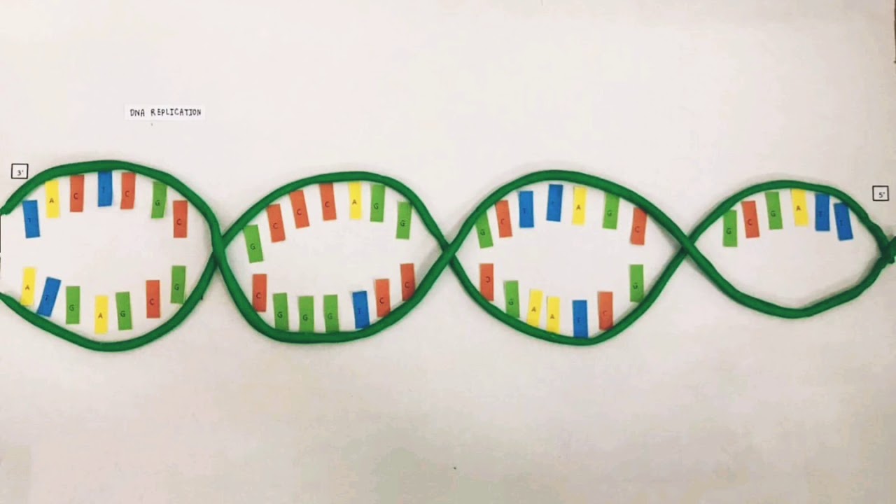 DNA replication, Transcription and Translation ♡ [STOP MOTION] - YouTube