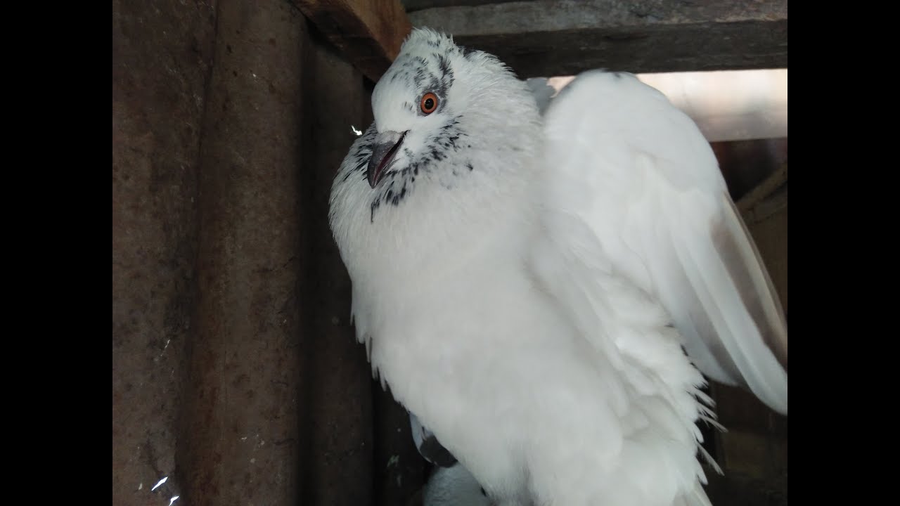 Angry Pigeons sound and Attack Human . - YouTube