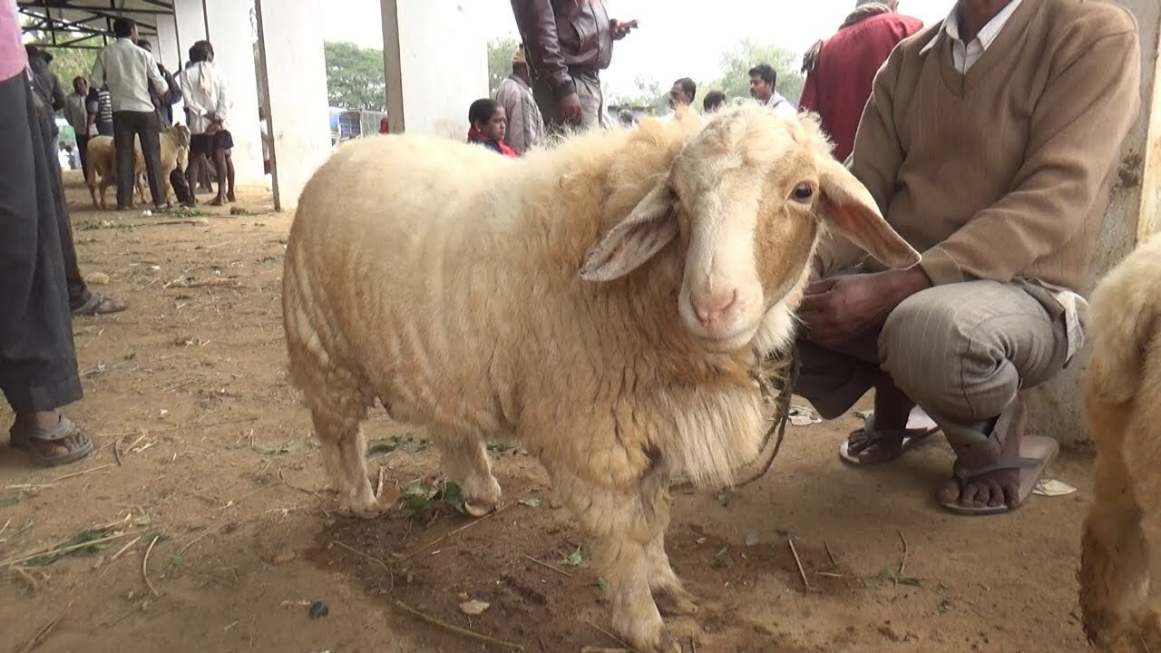 Bannur sheep at Hindiganala sheep market - YouTube